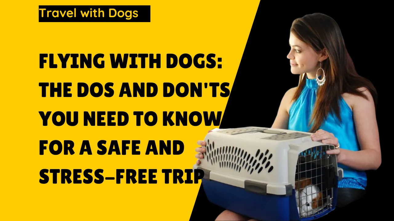 Flying with a Dog: Tips for a Safe and Comfortable Journey