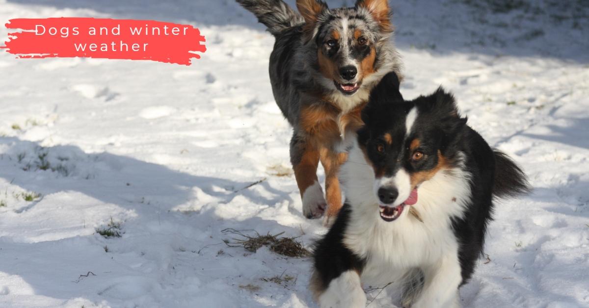 Dogs In Cold Weather: Keeping Warm In Winter – 5 Tips