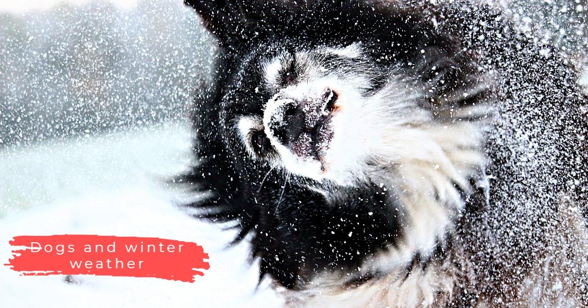 Dogs In Cold Weather: Keeping Warm In Winter – 5 Tips